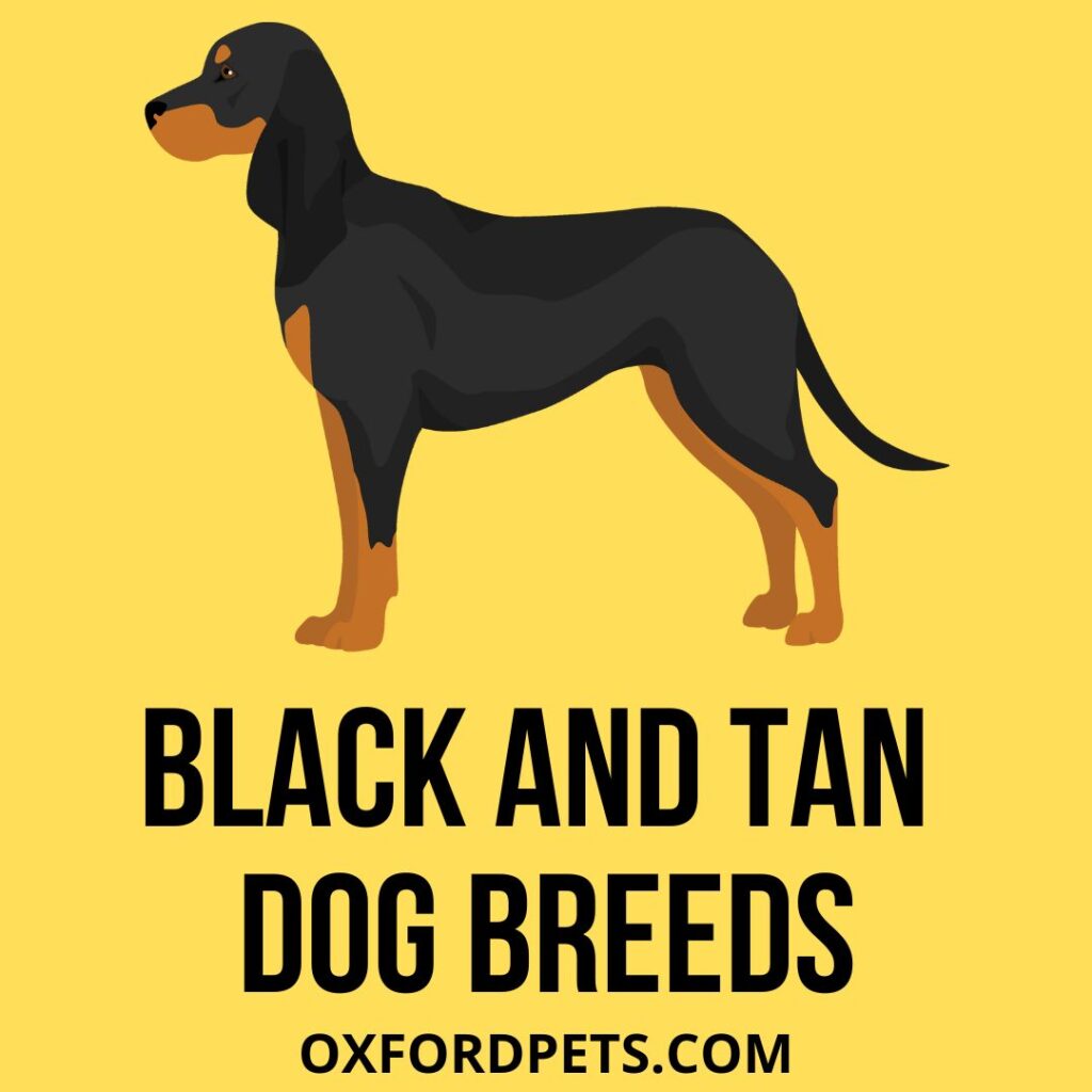 21 Black And Tan Dog Breeds You Must Know - Oxford Pets