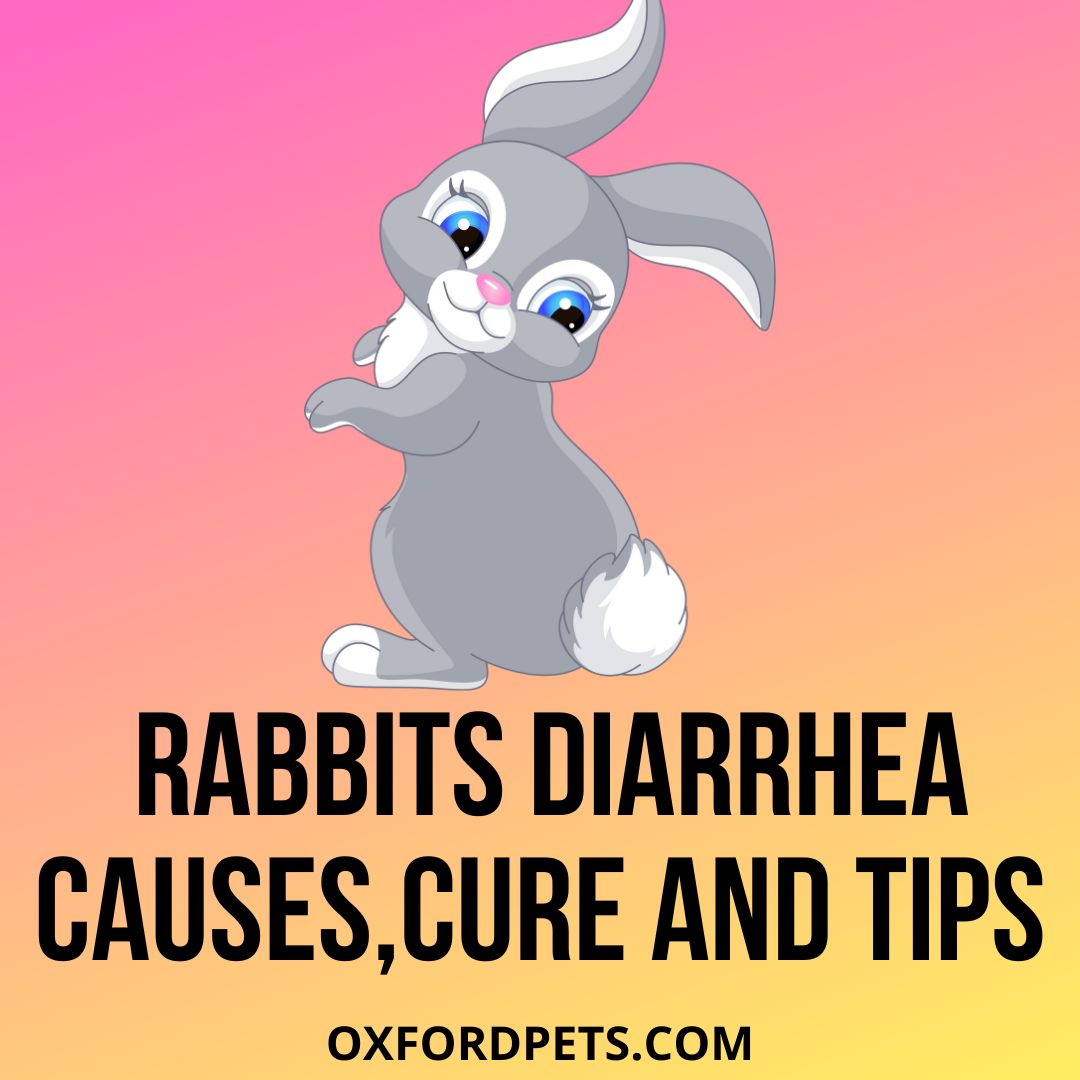 Diarrhea In Rabbits: Signs, Causes & Tips In 2024 - Oxford Pets