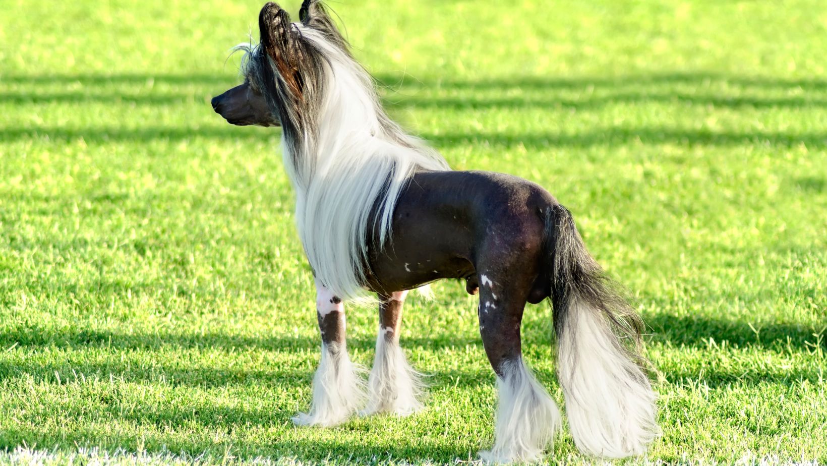 18 Skinny Dog Breeds List: Facts (+Photos) - Oxford Pets