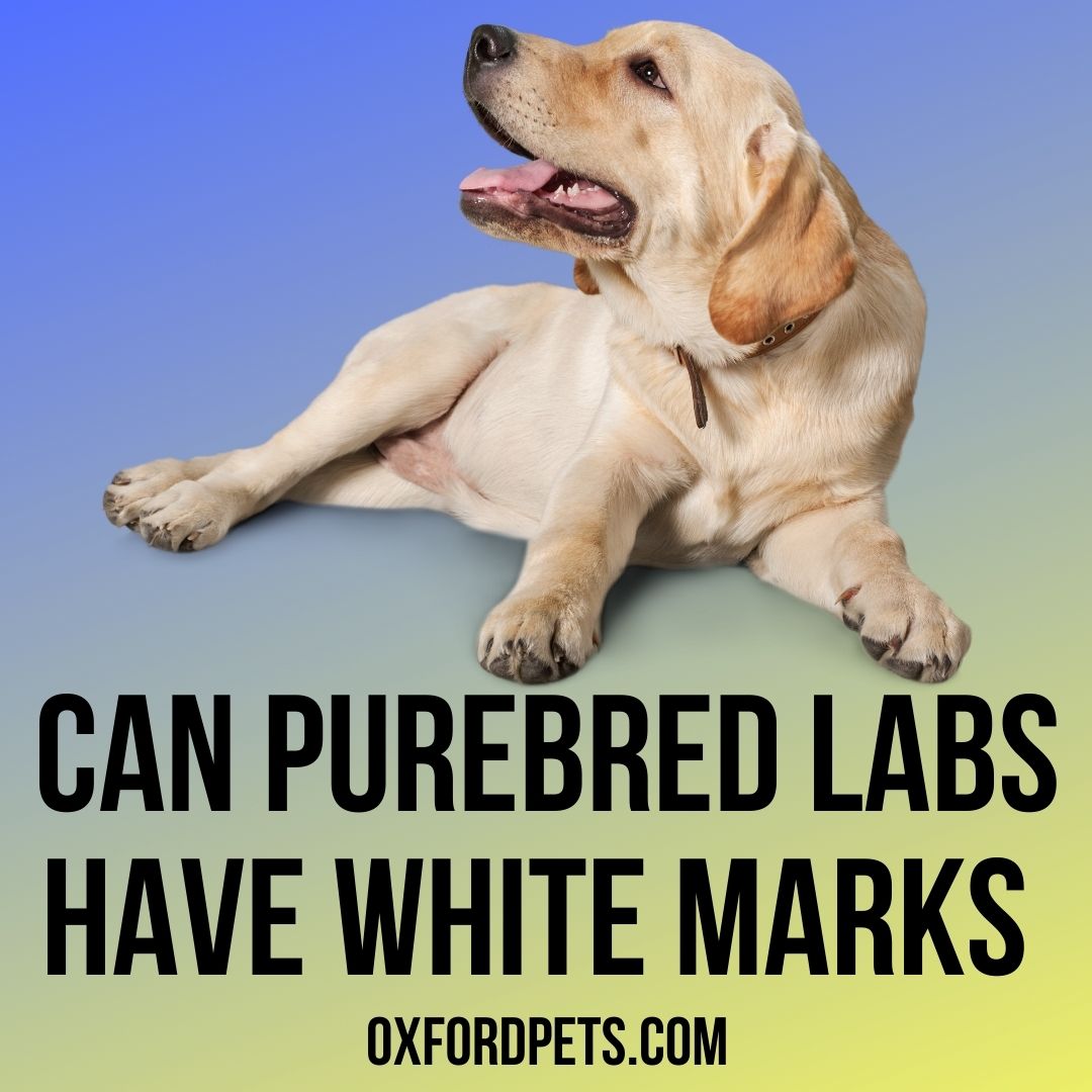Purebred Labs White Markings: A Complete Guide - Oxford Pets