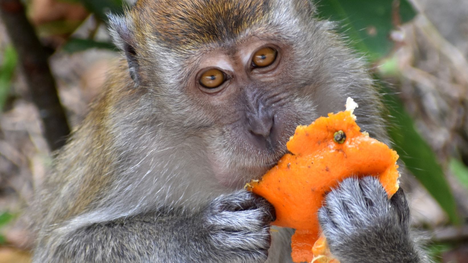 Which Animals Eat Oranges? 21 That Can and 9 Who Shouldn't - Oxford Pets
