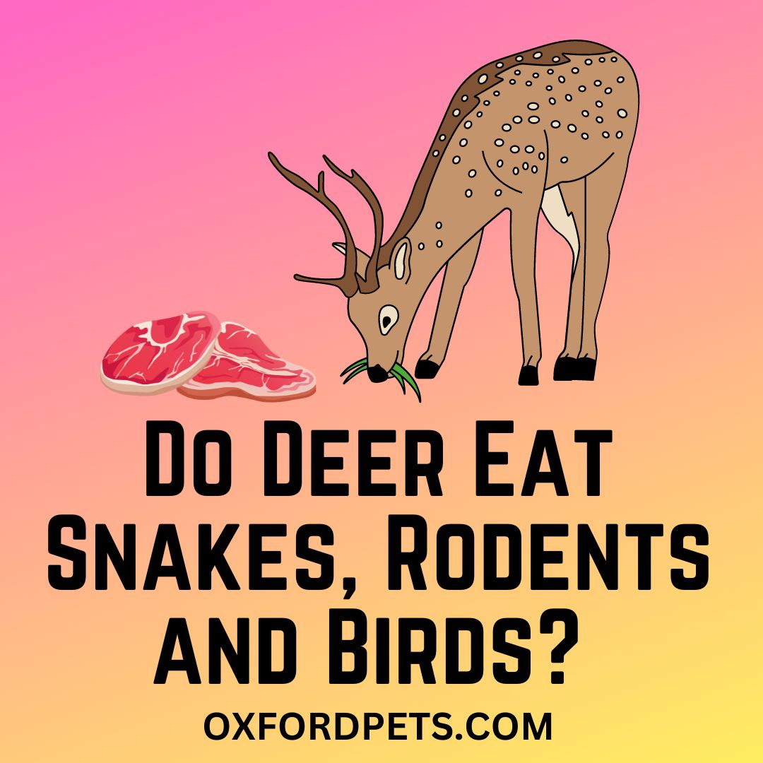 Do Deer Eat Snakes, Rodents and Birds? 10 Animals That Deer Eats ...