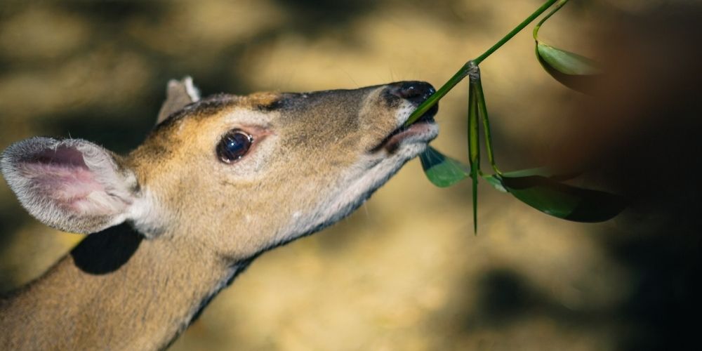 Do Deer Eat Snakes, Rodents and Birds? 10 Animals That Deer Eats ...