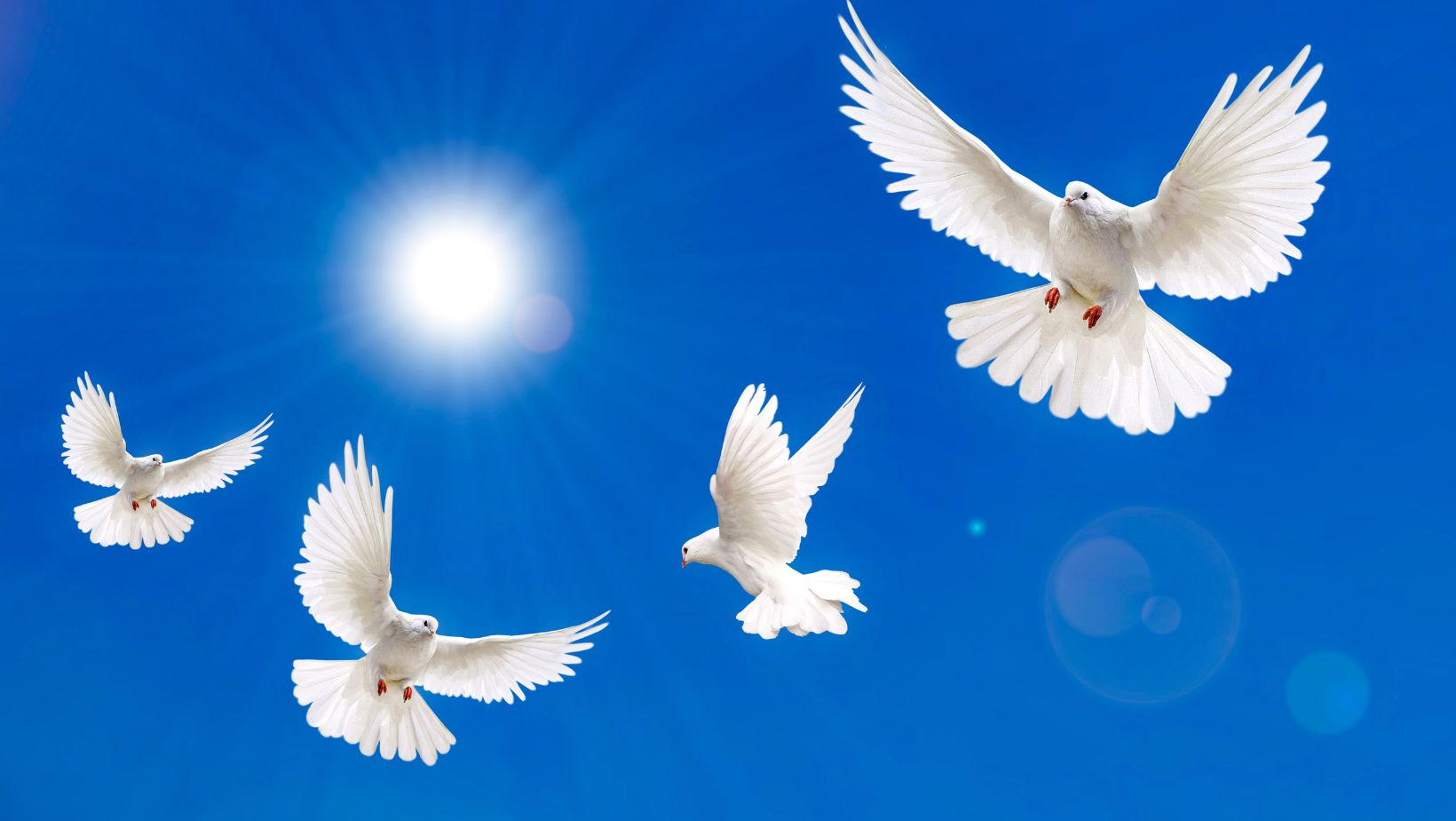 50+ Interesting Dove Facts You Must Know - Oxford Pets