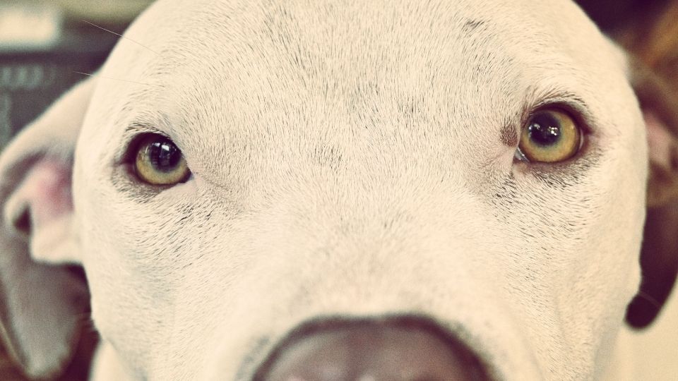 Which Dog Breeds Have Hazel Eyes? 2022 List - Oxford Pets