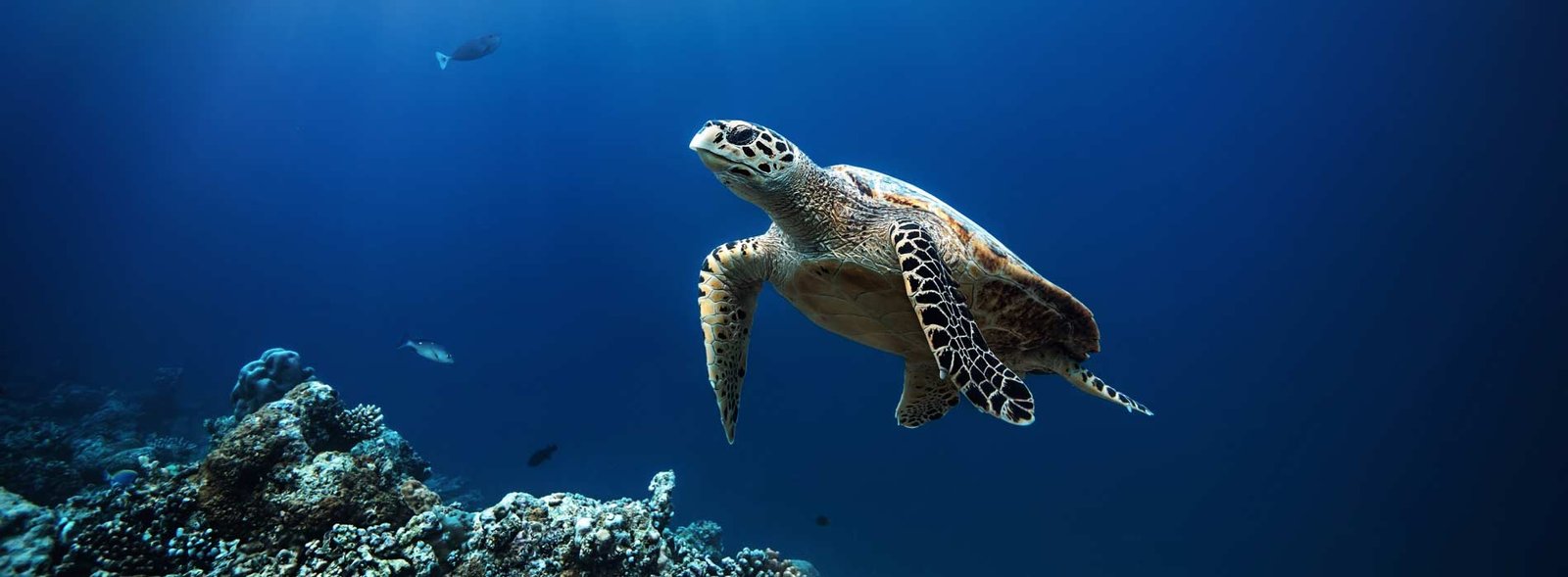 Master Divers | Premier Dive Center in Koh Tao | Thailand