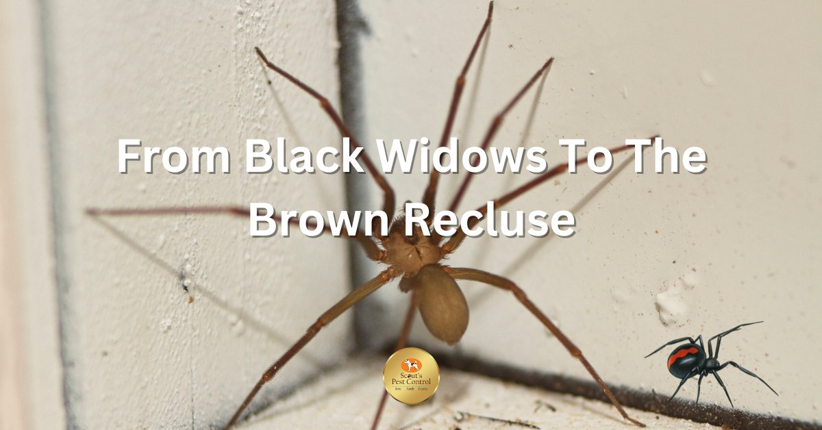 From Black Widows to Brown Recluses: A Look at South Carolina's Spiders