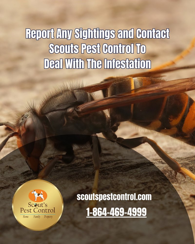 Beware of Invasive Hornets Found in South Carolina