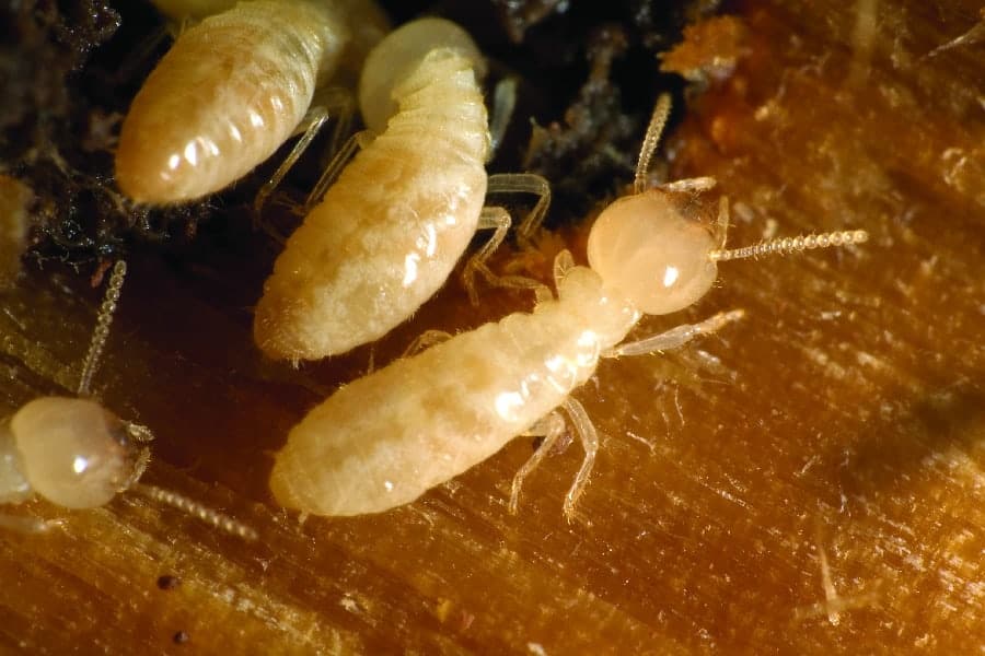 Yearly Termite Bonds and Termite Renewal