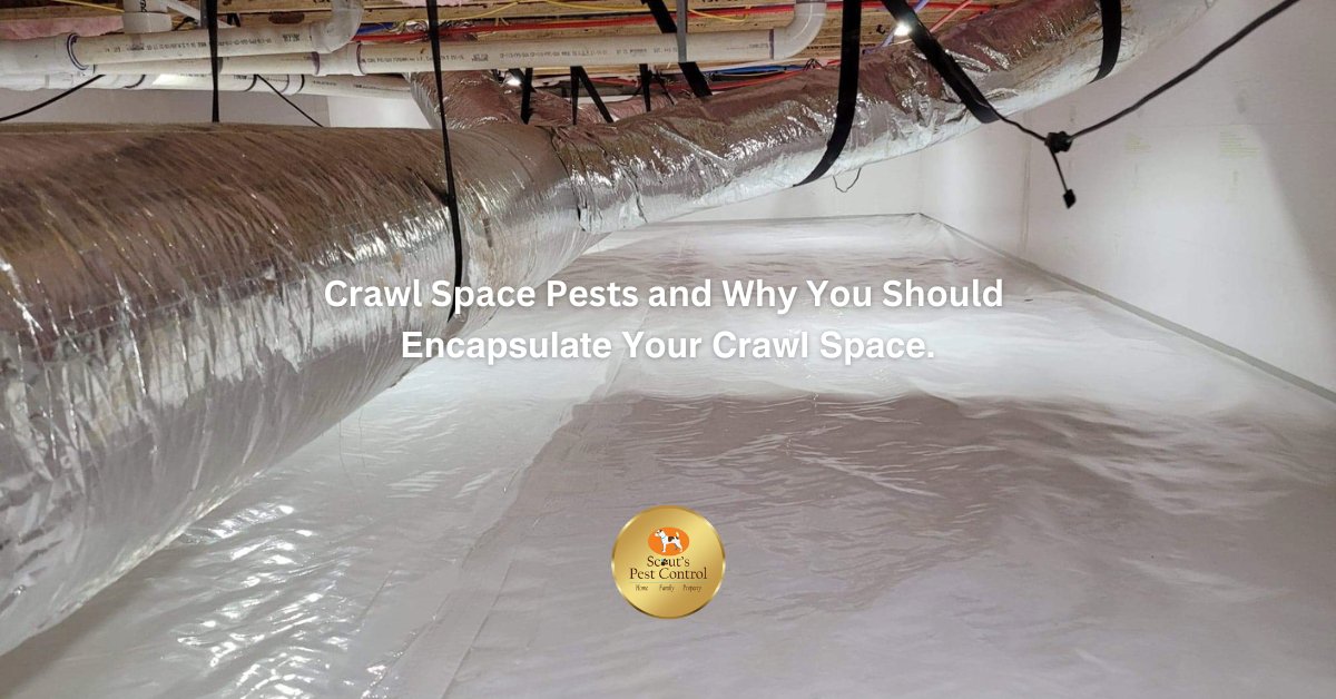 Crawl Space Pests And Why You Should Encapsulate Your Crawl Space