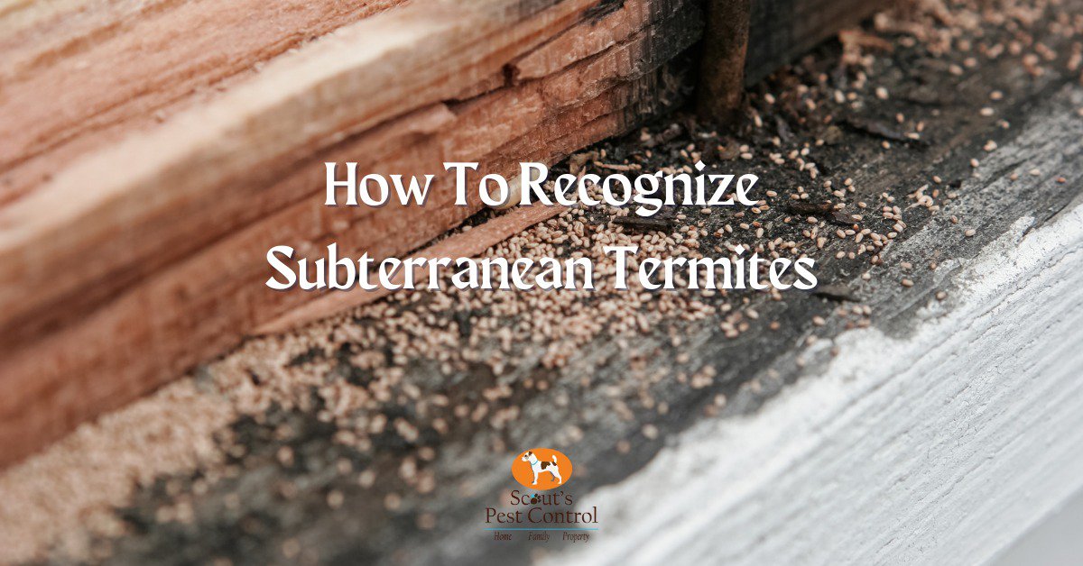 How to Identify Subterranean Termites If They Invade