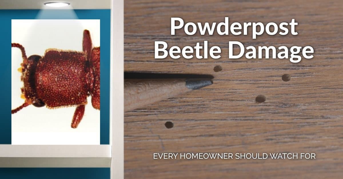 Powderpost Beetle Damage Signs Every Homeowner Should Know