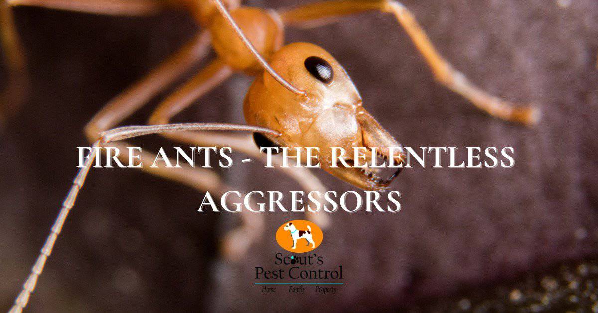 Invading Fire Ants and Fire Ants Facts and 8 Busted Myths