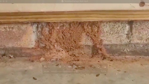 Yearly Termite Bonds and Termite Renewal