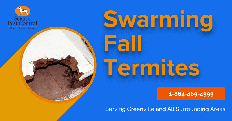 Are Swarming Termites Active In The Fall Season?