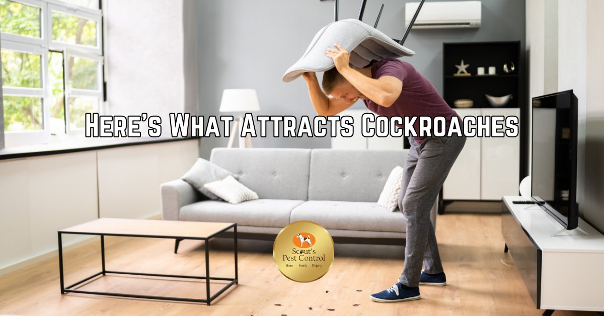 Here’s What Attracts Cockroaches and Causes Infestations