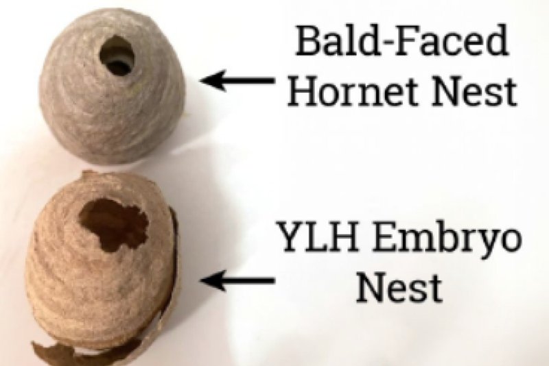 Beware of Invasive Hornets Found in South Carolina