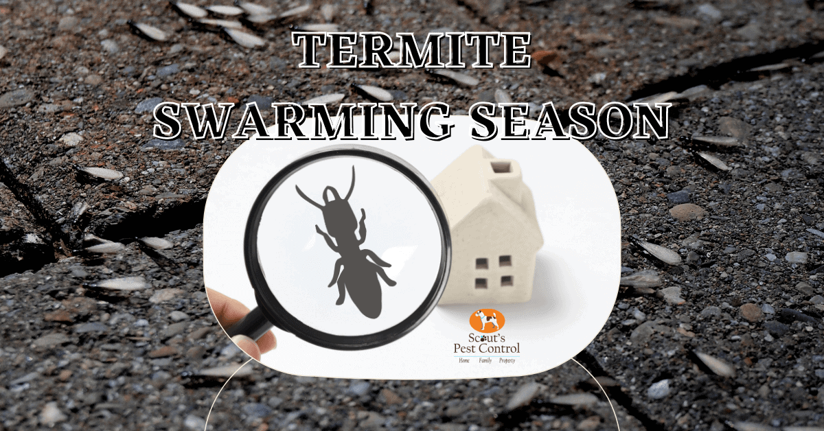 Termite Swarming Season