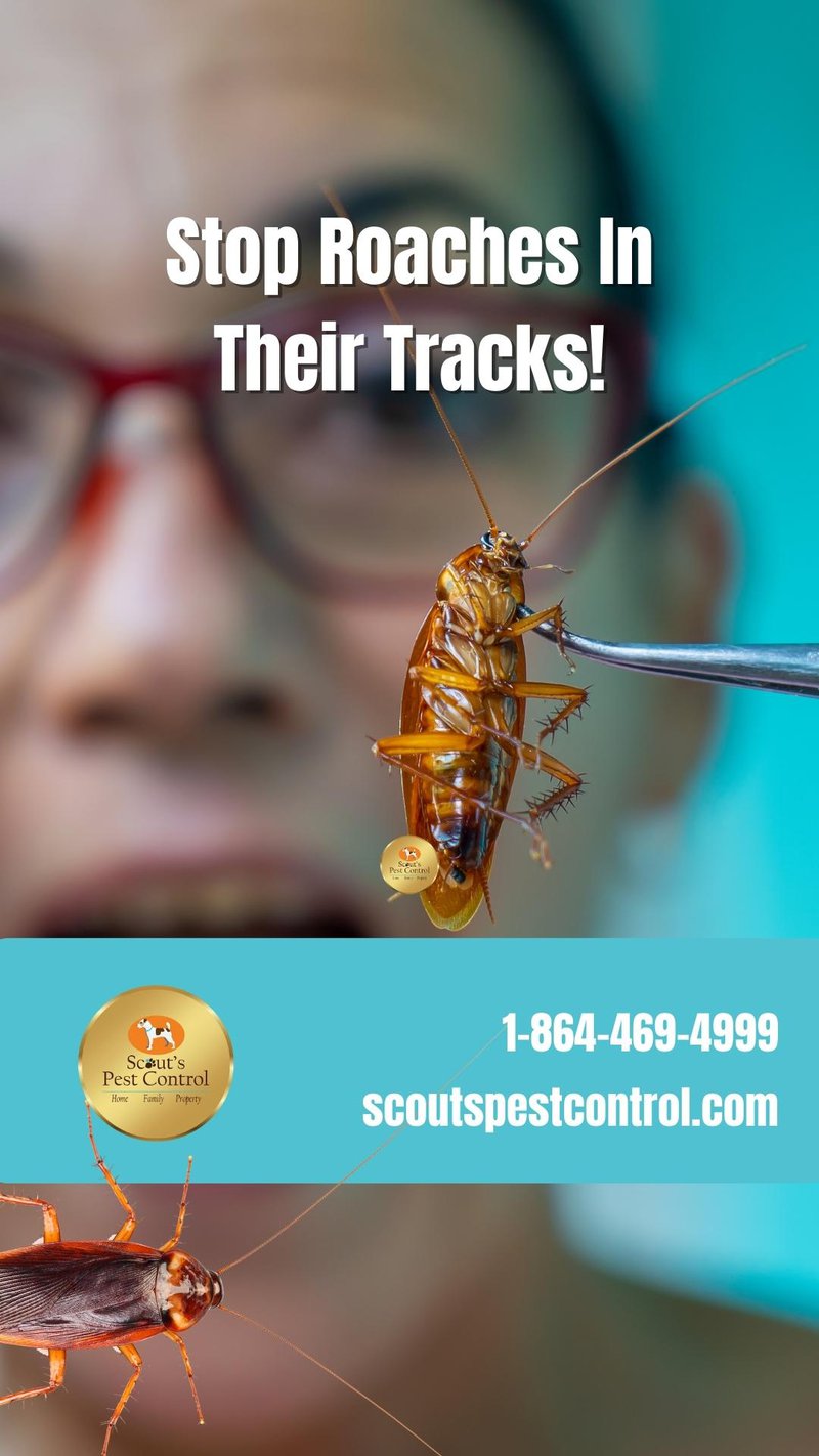 The Danger Lurking in Your Home: Smokey Brown Cockroaches