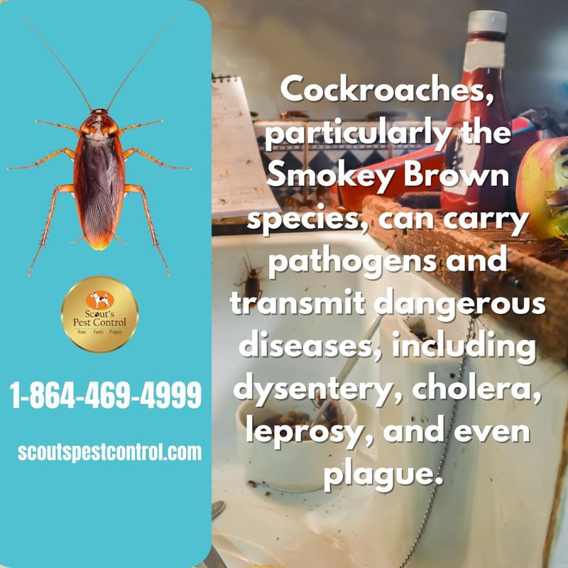 The Danger Lurking in Your Home: Smokey Brown Cockroaches