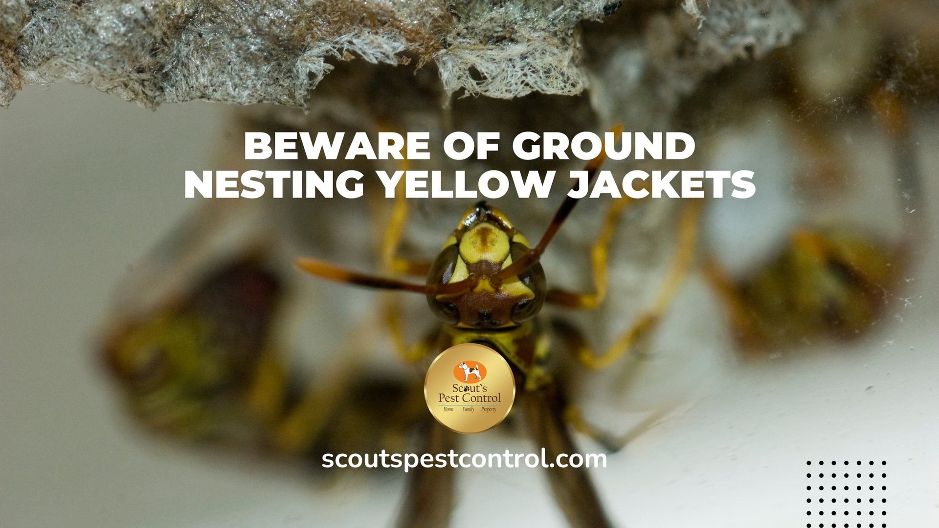 Scout's Pest Control – Scout's Pest Control is a termite, mosquito, and ...