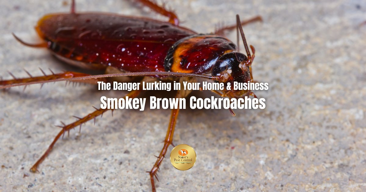 The Danger Lurking in Your Home: Smokey Brown Cockroaches