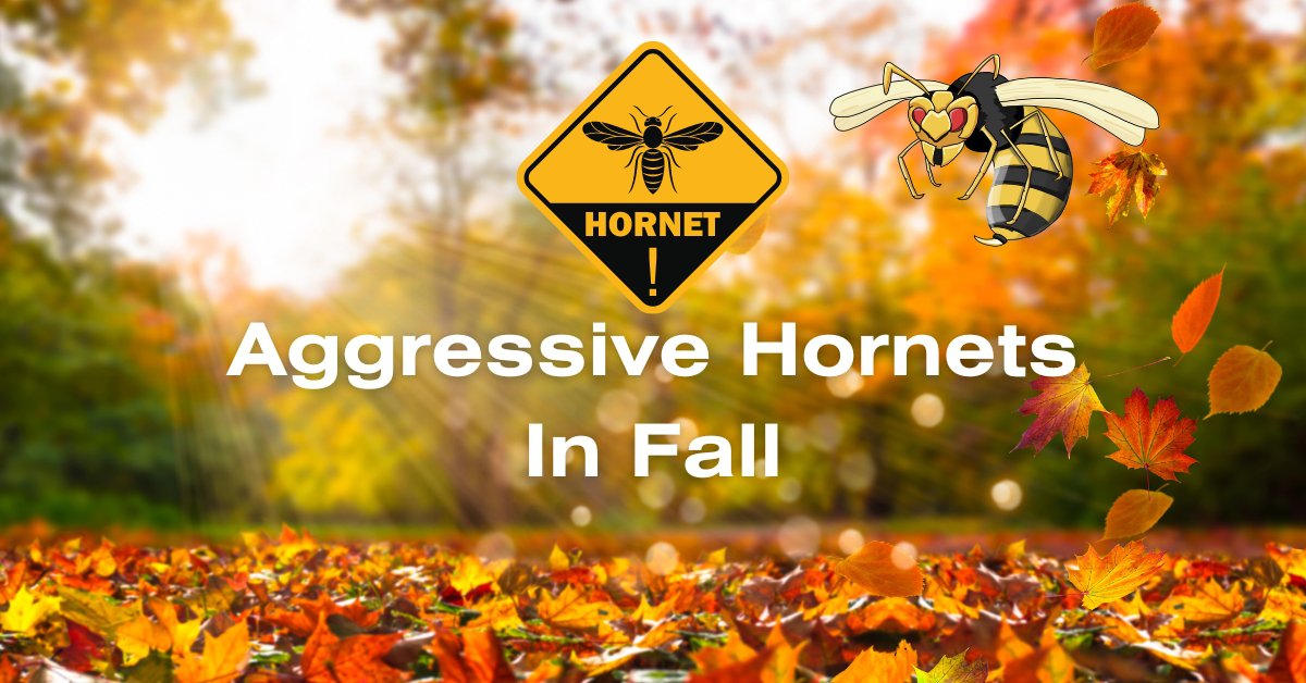 Understanding Aggressive Hornets In The Fall: Why They Turn Aggressive