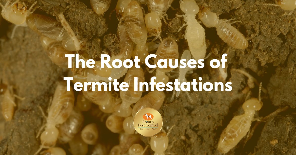 The Root Causes of Termite Infestations