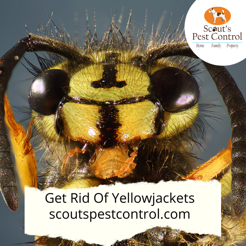 Yellow Jacket Sting - How dangerous are Yellow Jackets?