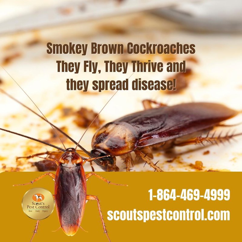 The Danger Lurking in Your Home: Smokey Brown Cockroaches