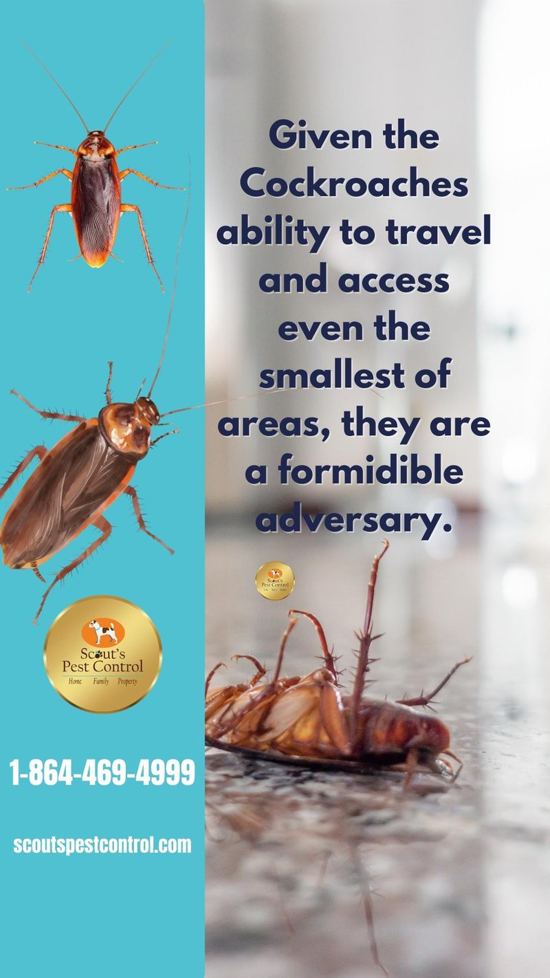 The Danger Lurking in Your Home: Smokey Brown Cockroaches