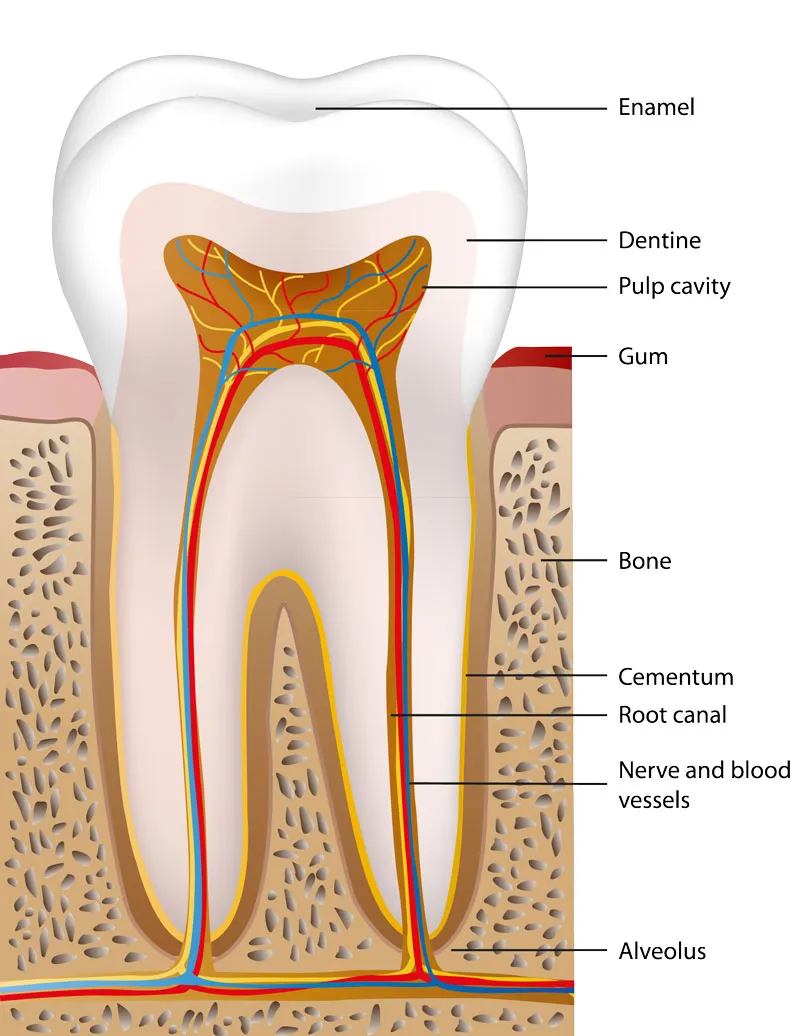 Cementum - Function, Types & Role - Etobicoke Family Dentistry