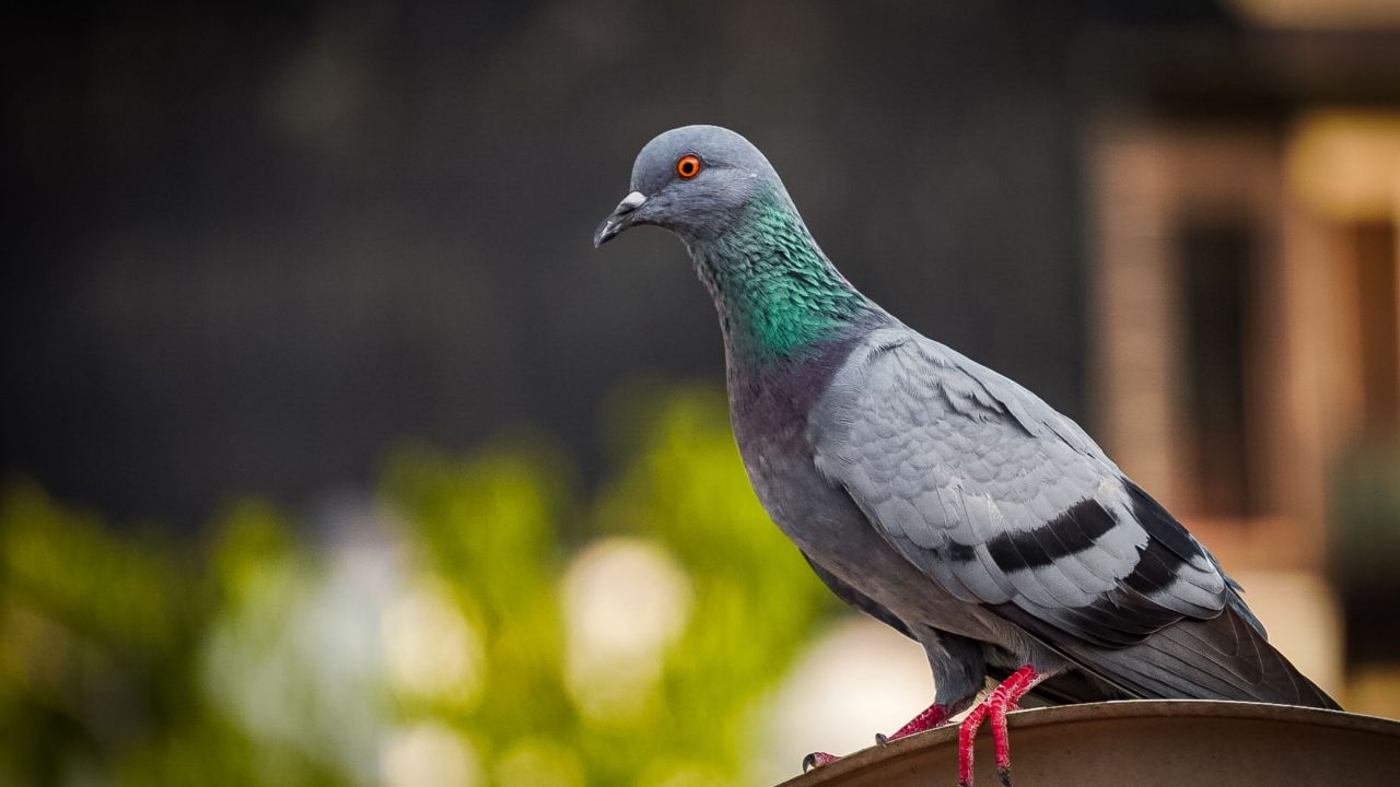 5 Reasons Why Do People Keep Pigeons - Pigeon Web