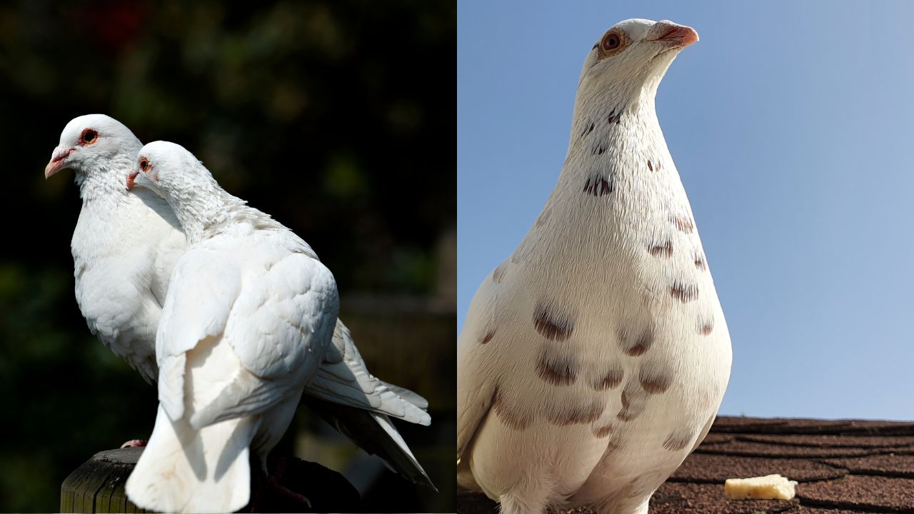 Albino Pigeon Vs Dove: 5 Key Differences and Identification - Pigeon Web
