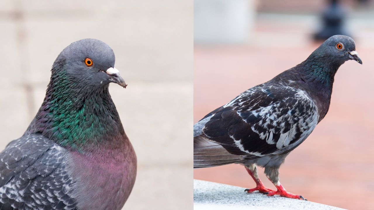 Rock Dove Vs Pigeon: 5 Key Differences & How to Identify - Pigeon Web