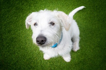 Jackapoo: Exploring the Jack Russell Poodle Mix — Woofmastery.com