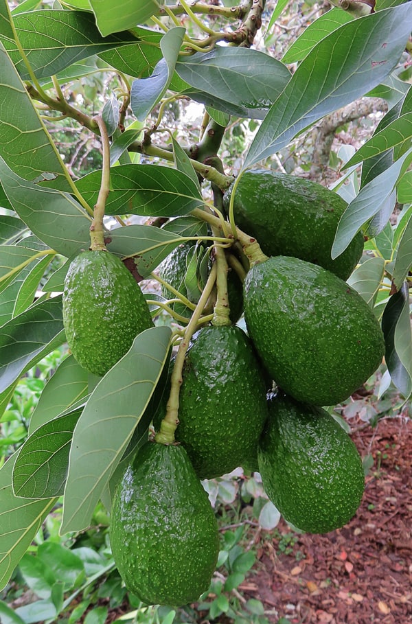 Comment faire pousser un avocatier à partir d'un noyau ? - Nutri Green ...