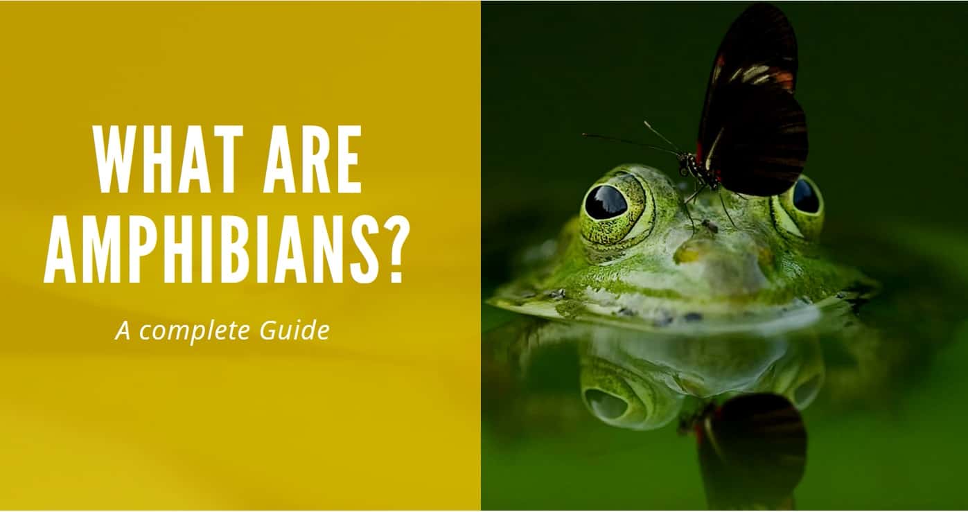 What Are Amphibians? (Definition And Examples) - Amphibian Life