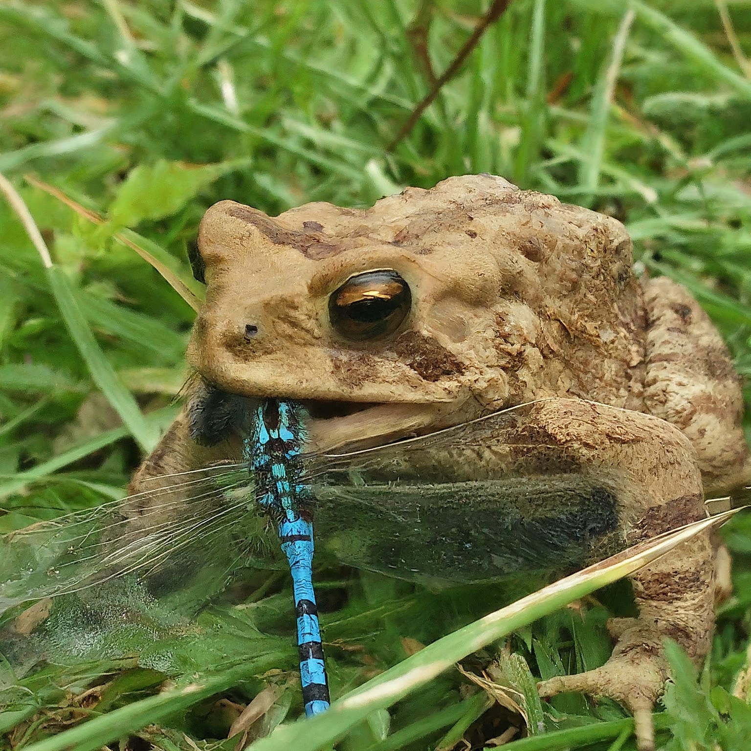 What Do Toads Eat? The Complete Guide To Toad Food - Amphibian Life