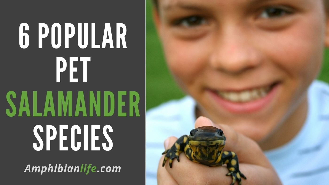 Do Salamanders Make Good Pets? (6 Popular Pet Salamander Species) - Amphibian Life