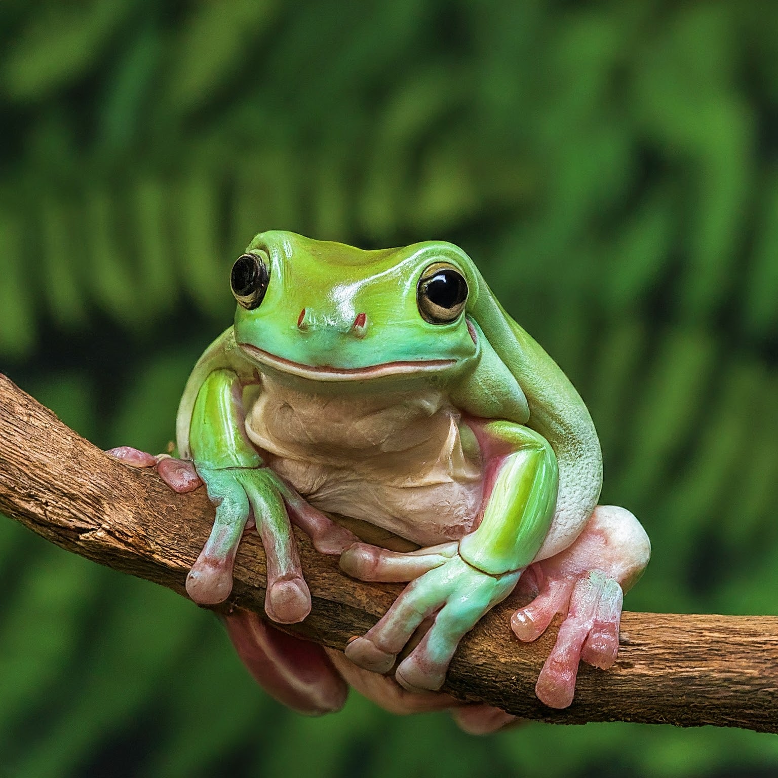 6 Most Common Pet Frogs And Their Setup - Amphibian Life