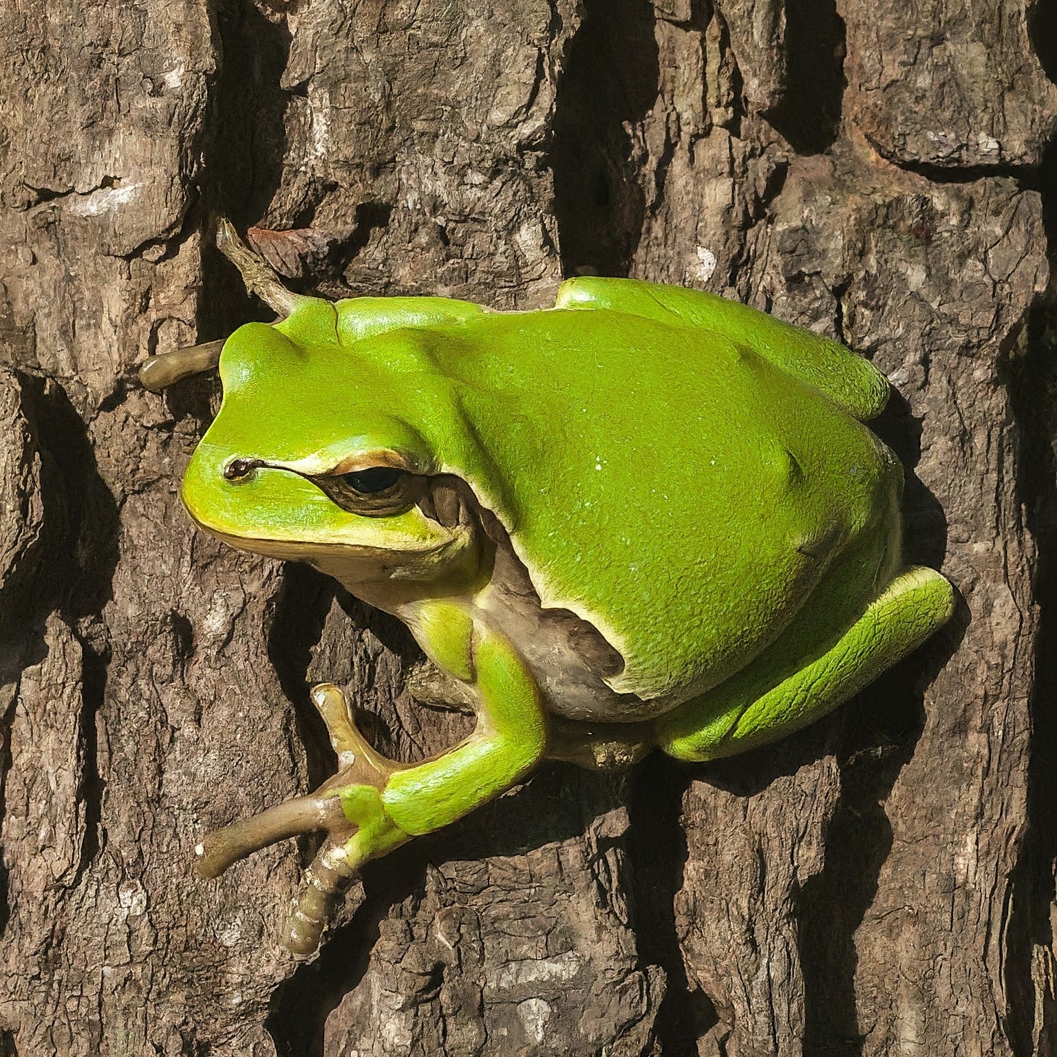 6 Most Common Pet Frogs And Their Setup - Amphibian Life
