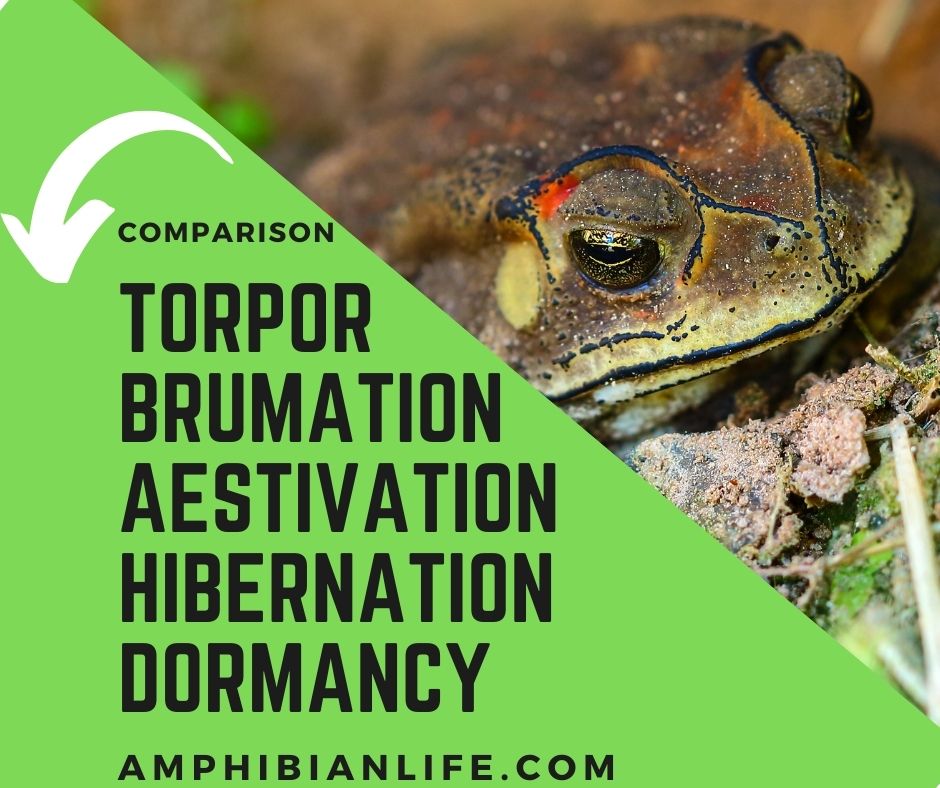 Hibernation vs Brumation vs Torpor Vs Dormancy: Guide 101 - Amphibian Life