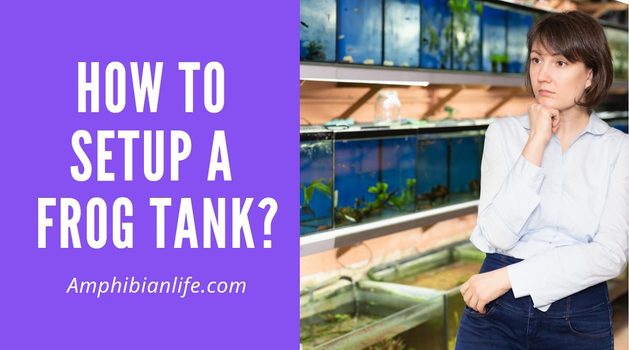 Frog Tank Setup: How To Set Up A Frog Tank? - Amphibian Life