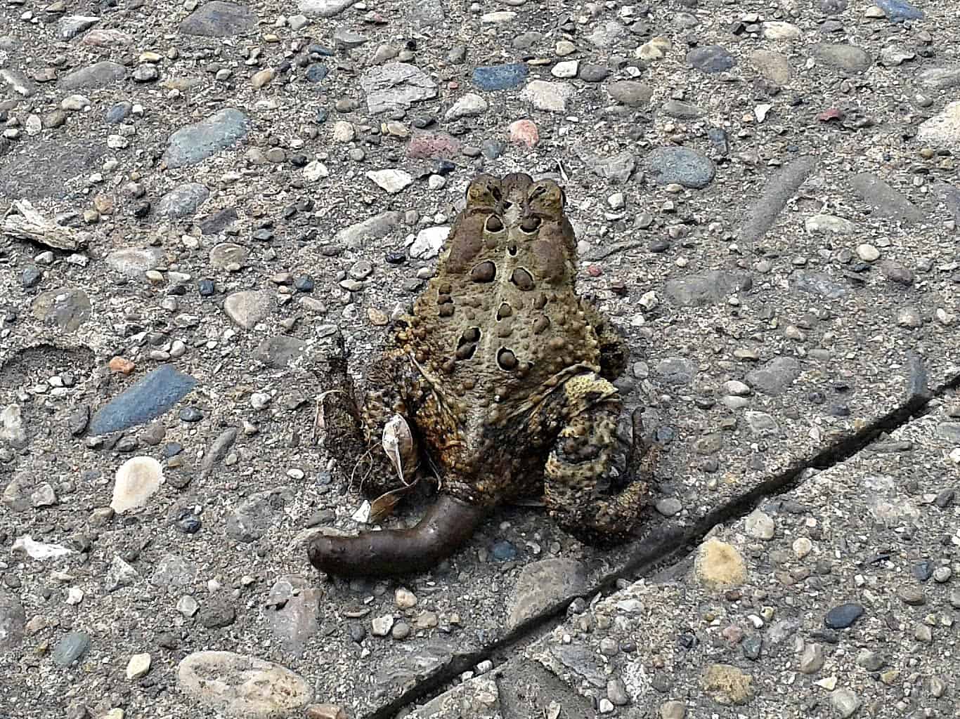What Does Frog Poop Look Like (You May Be Surprised) - Amphibian Life