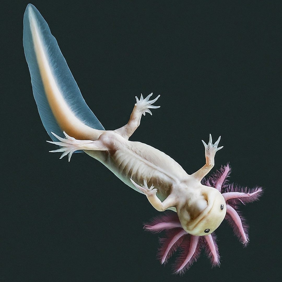 Axolotls Archives - Amphibian Life