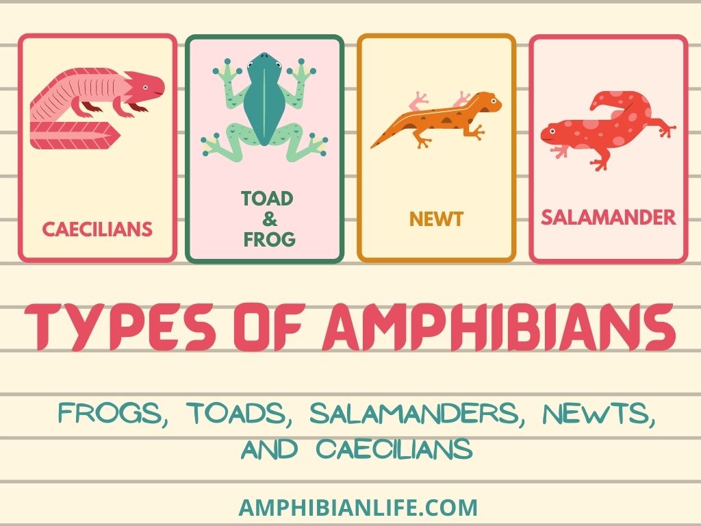 What Are Amphibians? (Definition And Examples) - Amphibian Life