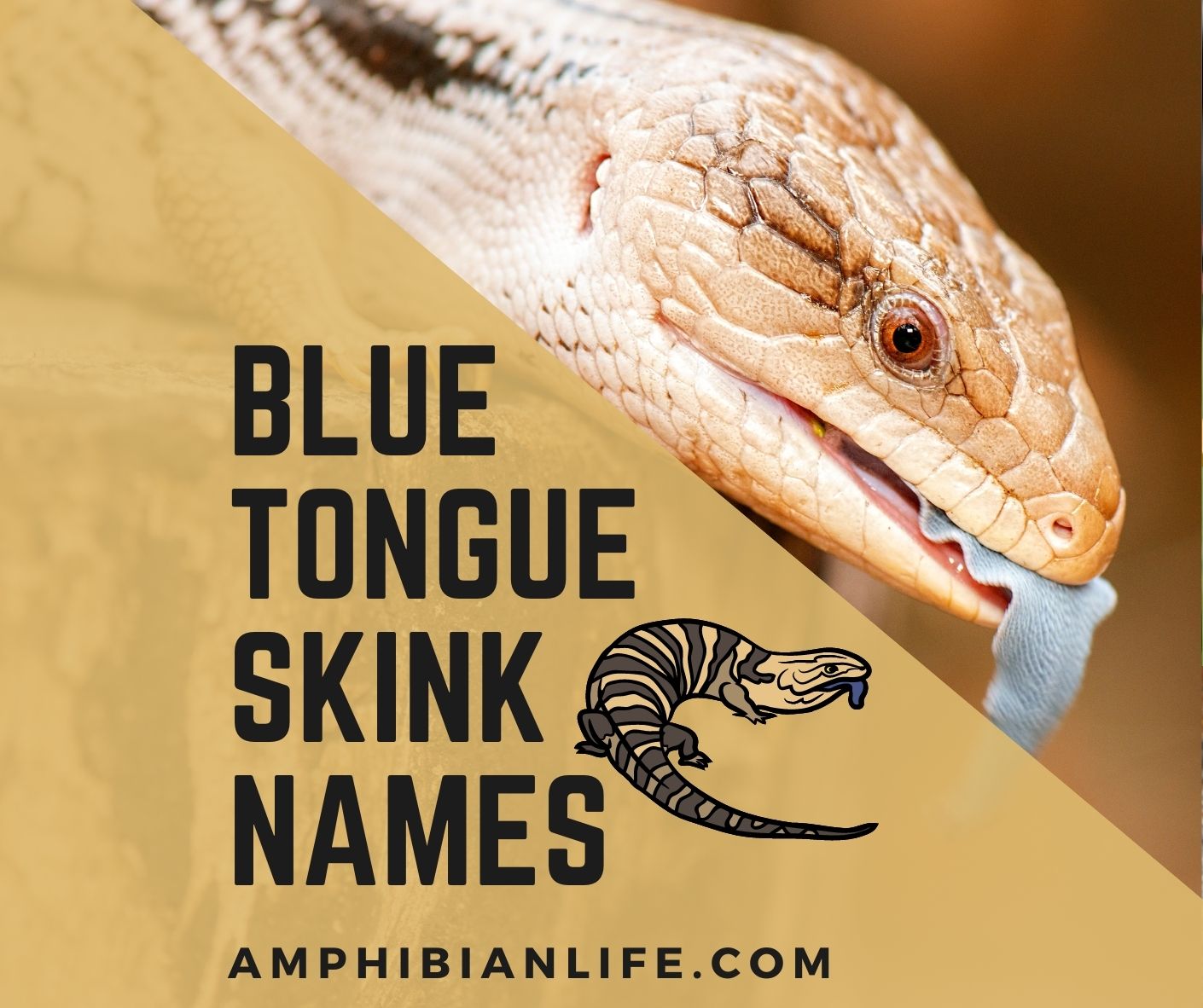 350+ Cute and Unique Pet Blue Tongue Skink Names - Amphibian Life