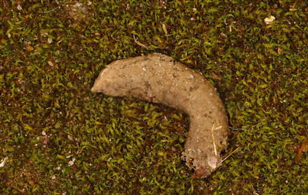 What Does Frog Poop Look Like (You May Be Surprised) - Amphibian Life