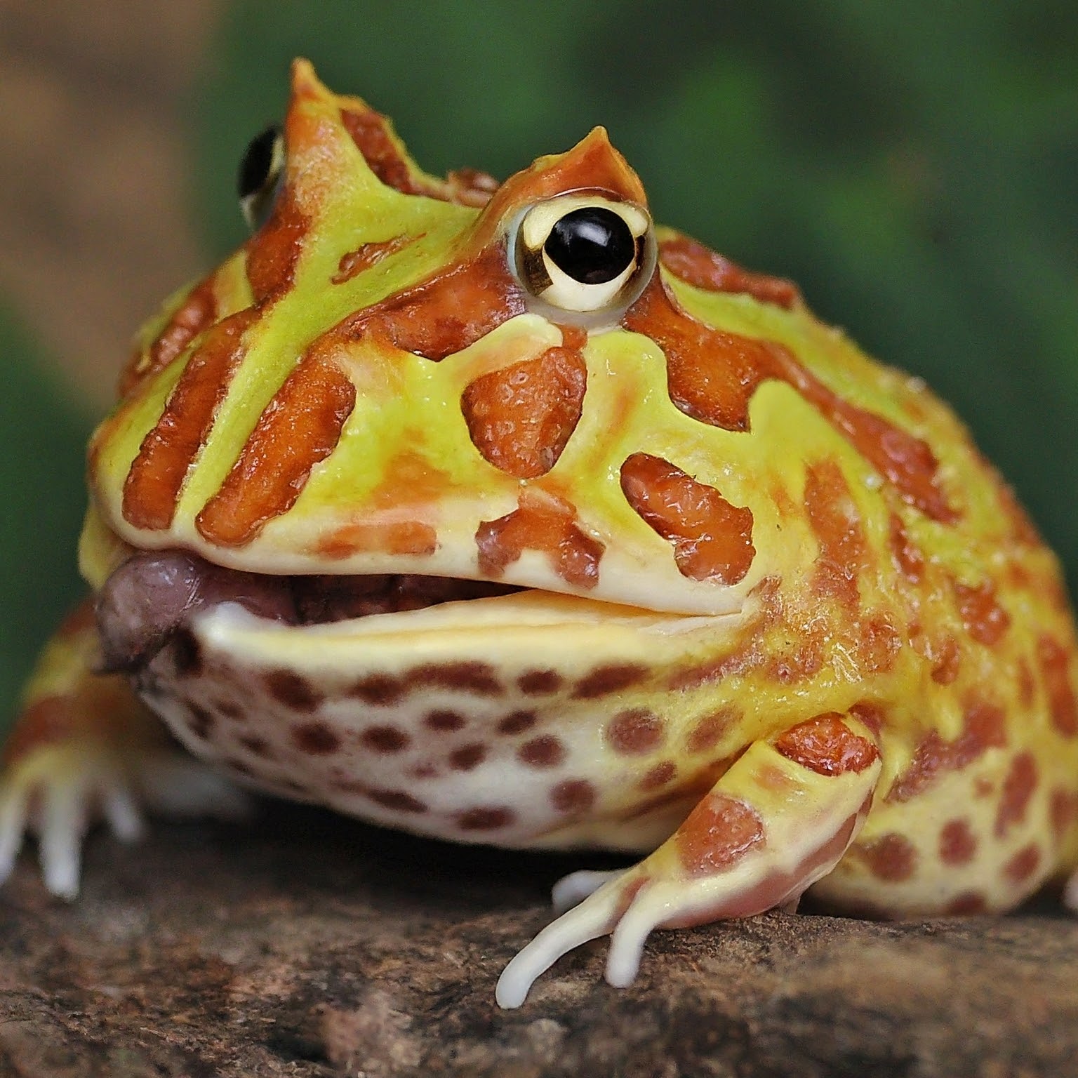 Do Pacman Frogs Bite? Does It Hurt? (They Have Teeth?) - Amphibian Life